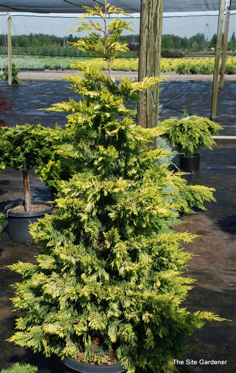 Cupressocyparis leylandii Gold Rider - The Site Gardener