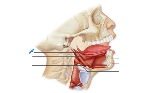 Tongue Flashcards Quizlet