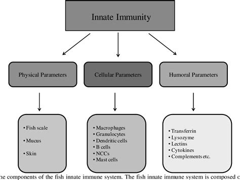 Immune Response Flow Chart