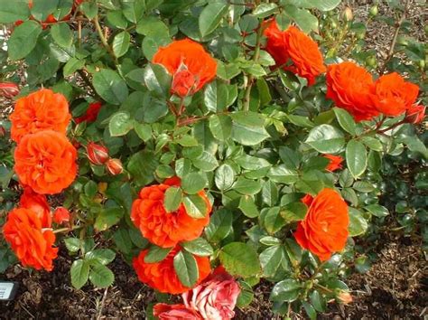Quand Et Comment Tailler Les Rosiers Conseils