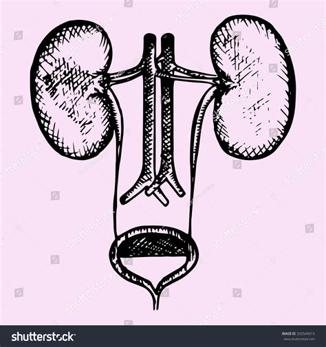 Urinary System Anatomy Doodle Style Sketch Stock Vector Royalty Free 332549015 Shutterstock