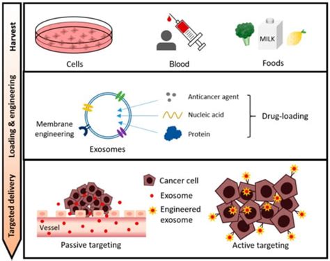 Recent Advances In Exosome Based Drug Delivery For Cancer Therapy