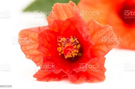 밝은 빨간색 히비스커스 꽃은 흰색 바탕에 녹색 잎을 가지고 있습니다 아름 다운 꽃 닫습니다 텍스트를 삽입할 위치입니다 인사말 카드 또는 포스터의 배경입니다 0명에 대한 스톡