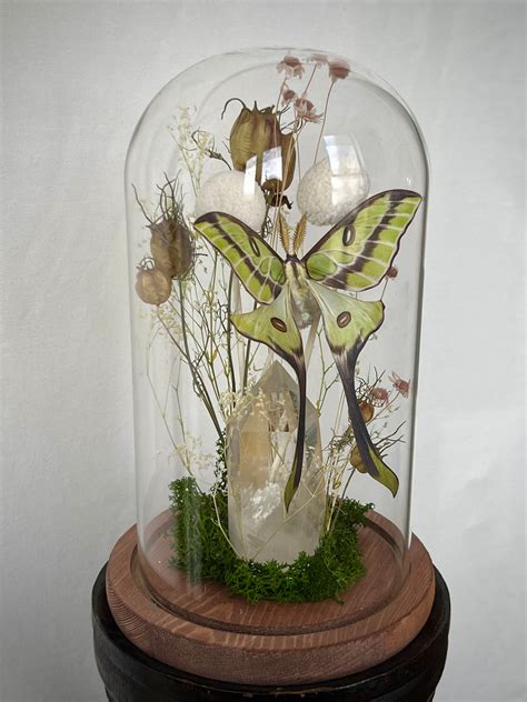 Pixie Dome Rare Moon Moth Hazelmage