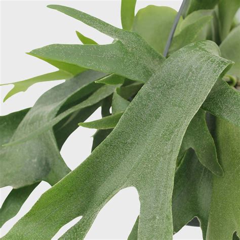 Platycerium Bifurcatum - 50 cm