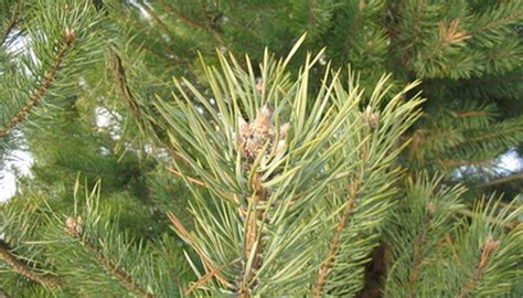 Tree Diseases With Rust Garden Guides