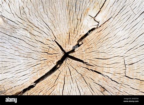 Poplar Populus Spec Cross Section Of Trunk Tree Trunk North Rhine