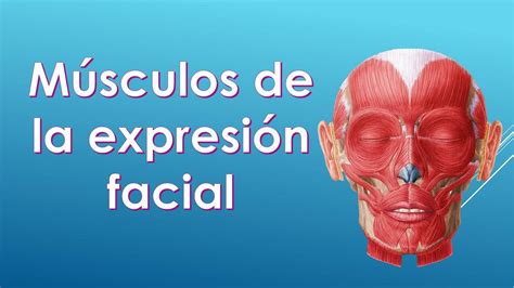 Músculos de la expresión facial Melissa Bobadilla uDocz