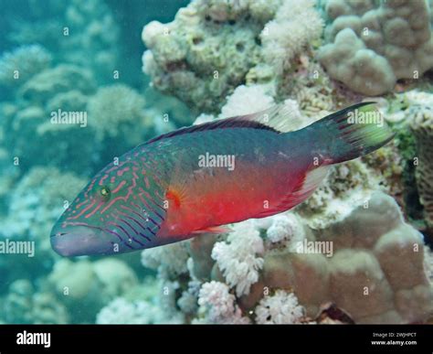 Cheek Stripe Wrasse Oxycheilinus Diagrammus Wrasse Dive Site House