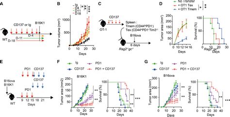 Tcr Independent Cd137 4 1bb Signaling Promotes Cd8 Exhausted T Cell