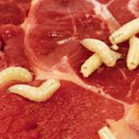 Tapeworm Eggs In Meat