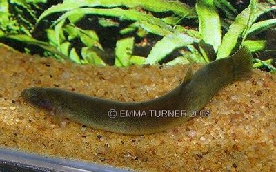 Pangio pangia — Loaches Online