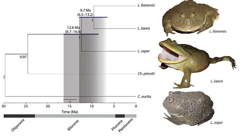 Figure 2 From Molecular Phylogenetics And Evolution Semantic Scholar