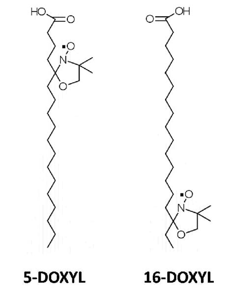 Illustration Of The Chemical Structures Of 5 Doxyl And 16 Doxyl