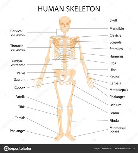 Human Skeleton Clip Art