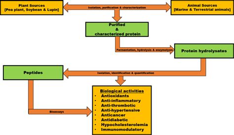 Source And Biological Activities Of Bioactive Proteins And Peptides