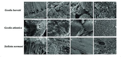 Sem Micrographs Of The Morphological Elements And Architecture Of The