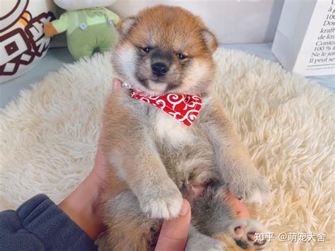 柴犬掉毛吗？柴犬掉毛很多吗？ 知乎