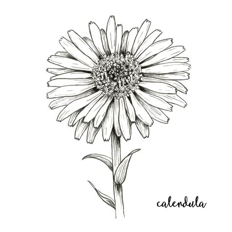 Calendula Flower Drawing At Explore Collection Of Calendula Flower Drawing