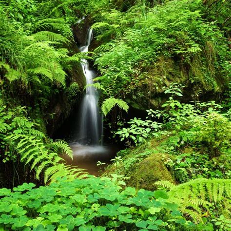 「صور غابات」おしゃれまとめの人気アイデア｜pinterest｜حماده حمزه