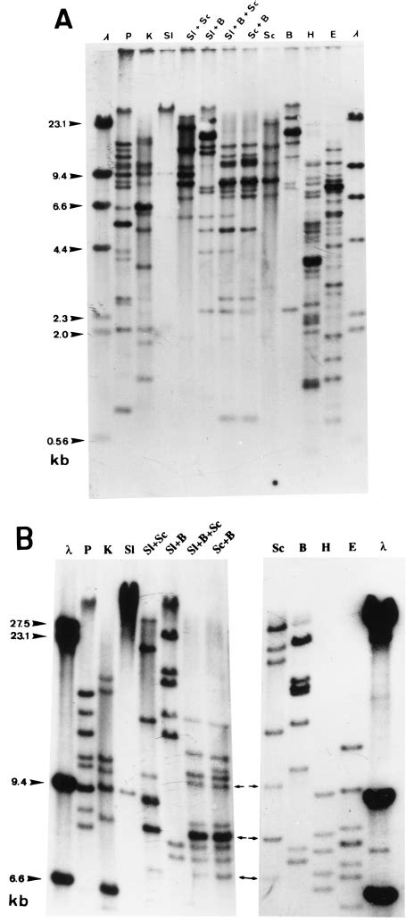 Autoradiograms Of Southern Blots Of The 125 Kb Plasmid Hybridized To
