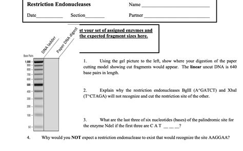 Solved Restriction Endonucleases Name Date Section Partner Chegg