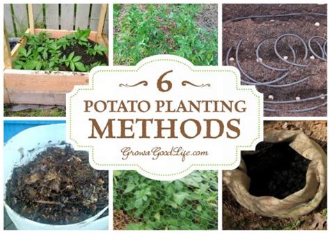 How To Grow Potatoes And Why