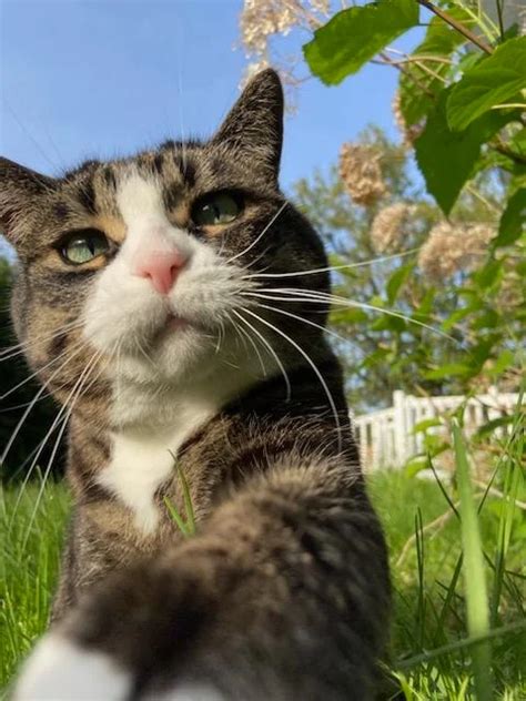 Cats котэ прикольные картинки с кошками смешные картинки и