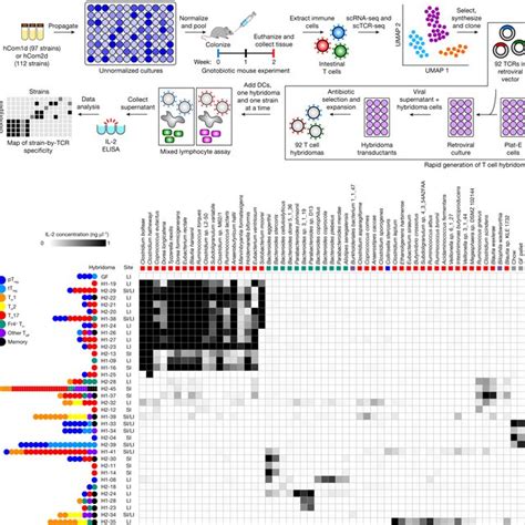 Scrna Seq And Sctcr Seq To Identify Microbiome Responsive T Cell Download Scientific Diagram