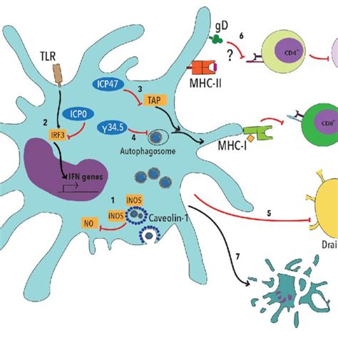 Herpes Simplex Viruses Negatively Modulate Dendritic Cell Function Download Scientific