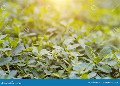 Nature Wallpaper Purslane Grass Optical Flare Stock Image Image Of