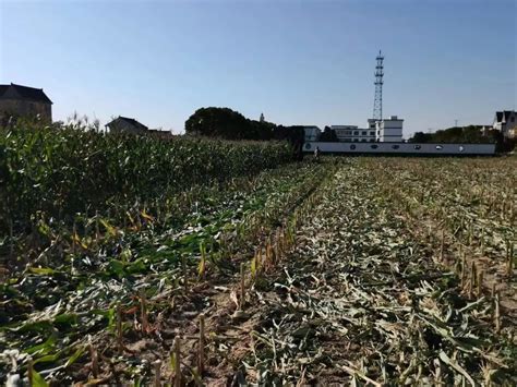 科技助力农业发展，收割机掰玉米效率高