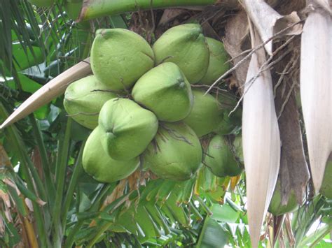 Buko Or Niyog Maribehlla