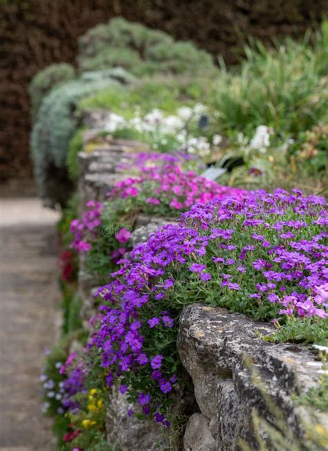 Colourful Purple And Pink Flowered Aubretia Trailing Plants Growing On