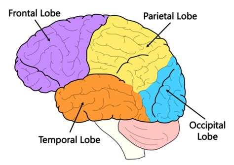 The Biological Approach Flashcards Quizlet