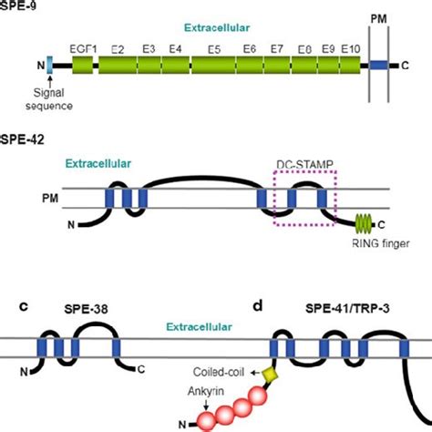 3 C Elegans Spe Genes Acting During Male Germline Functions A Part