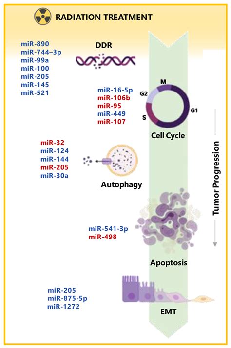Mirnas Involved In Pca Response To Radiotherapy Schematic