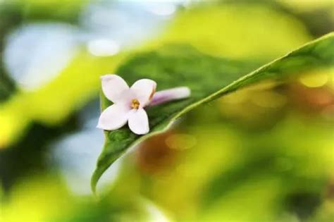 四种叶上花竟然真的在叶子上开花罕见又别致 叶上珠