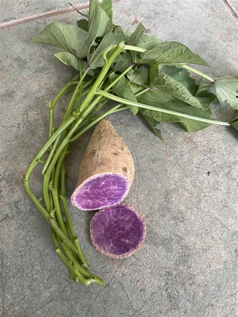 6 Or 10 Okinawan Sweet Potato Cuttings 6each Khoai Lang Tím