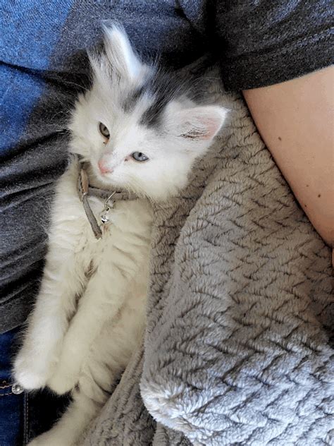 My New Snuggle Buddy Album On Imgur