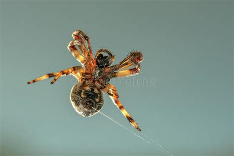 A Spider In Its Web Waiting For A Victim Stock Image Image Of Fuzzy