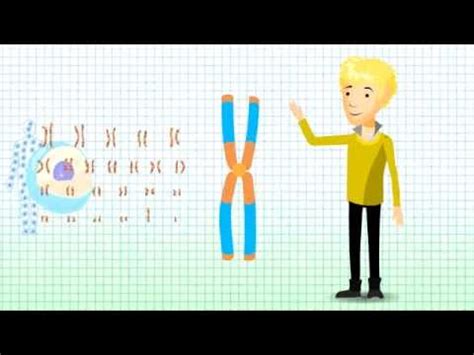 Translocation Chromosome Mutation Definition Impact Expii