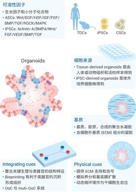 类器官培养常见问题有哪些，如何解决？ 知乎