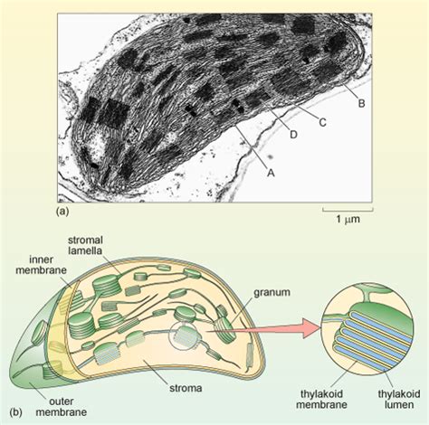 A Tour Of The Cell View As Single Page