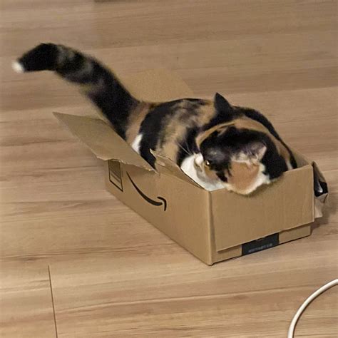 On Twitter Rt Oage Cat