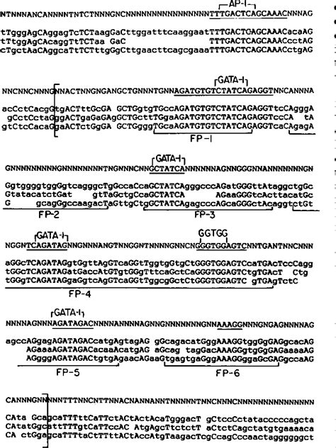 Figure 3 From Structure And Function Of The Murine β Globin Locus