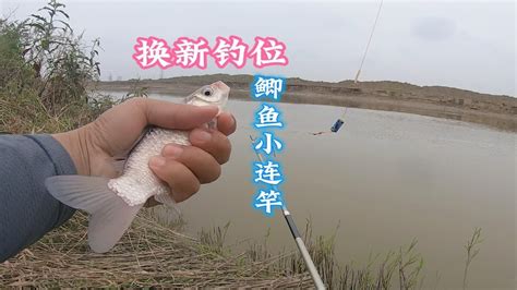还是钓主河道靠谱，放弃小河沟转战大河道，鲫鱼个头还比较满意 Youtube