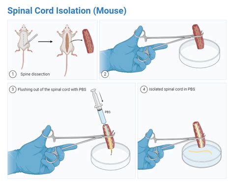 Mouse Spinal Cord Isolation BioRender Science Templates