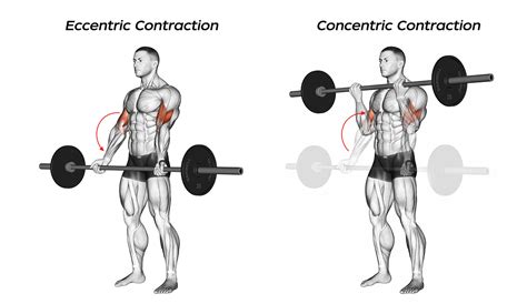 Eccentric Training Why Should Everyone Try It？ Speediance