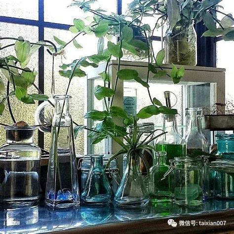 养花的家庭有多美？园艺苔藓美文
